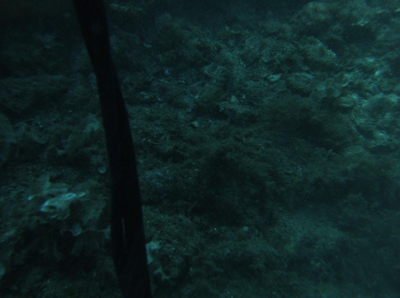 like:roboflow-100/underwater-pipes-4ng4t | Roboflow Universe Search like:roboflow-100/underwater-pipes-4ng4t | Roboflow Universe Search