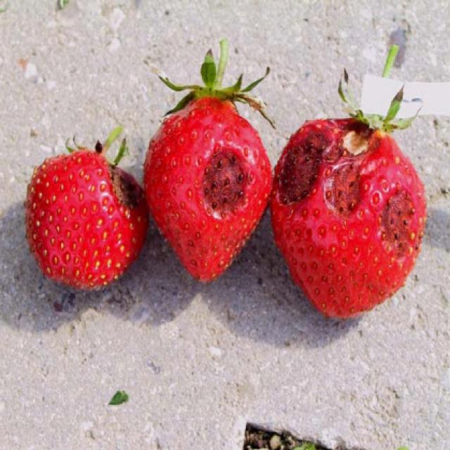 strawberry_disease Object Detection Dataset by esprittn
