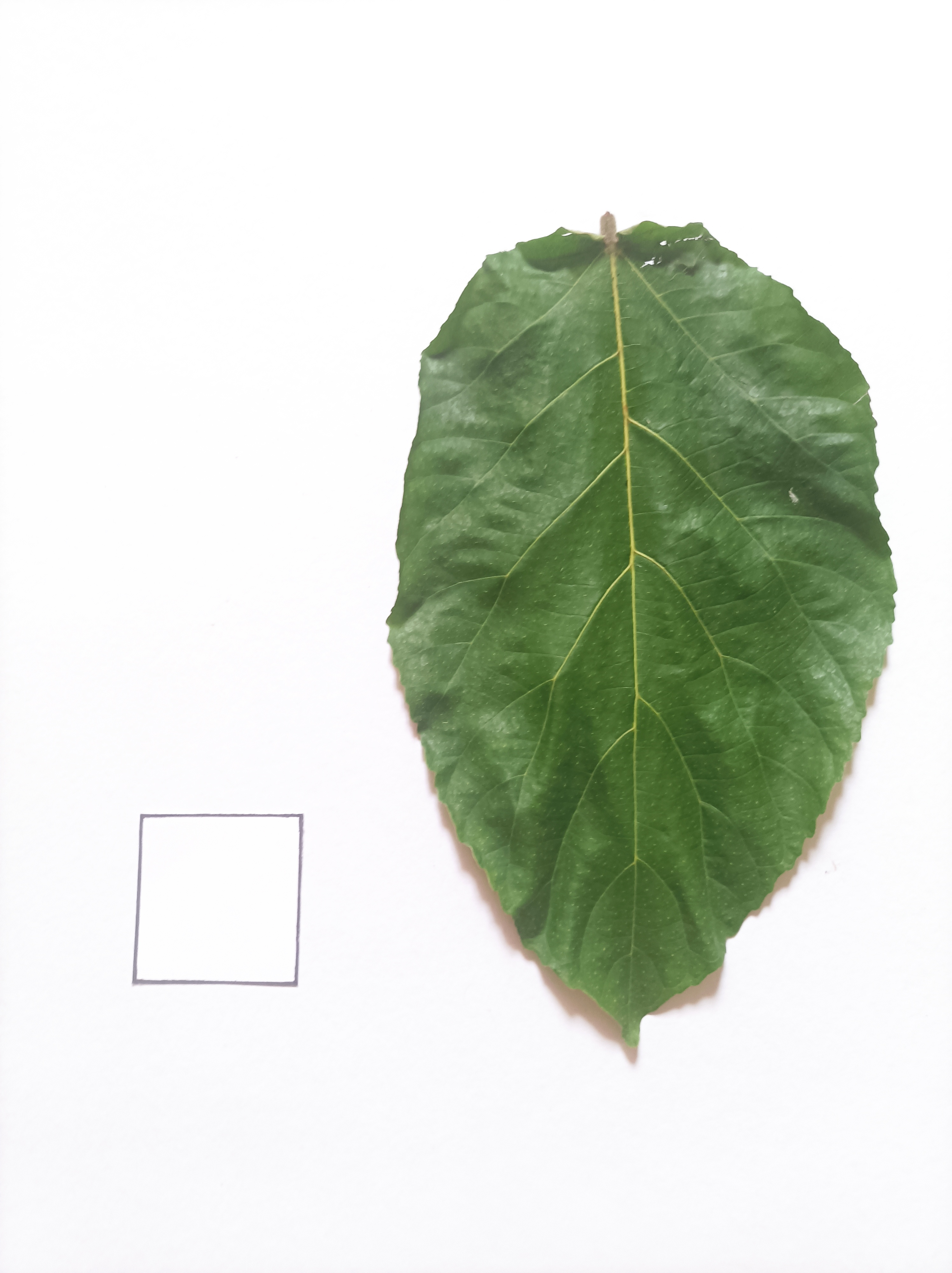 Leaf Shape Object Detection Dataset and Pre-Trained Model by ESUKAT