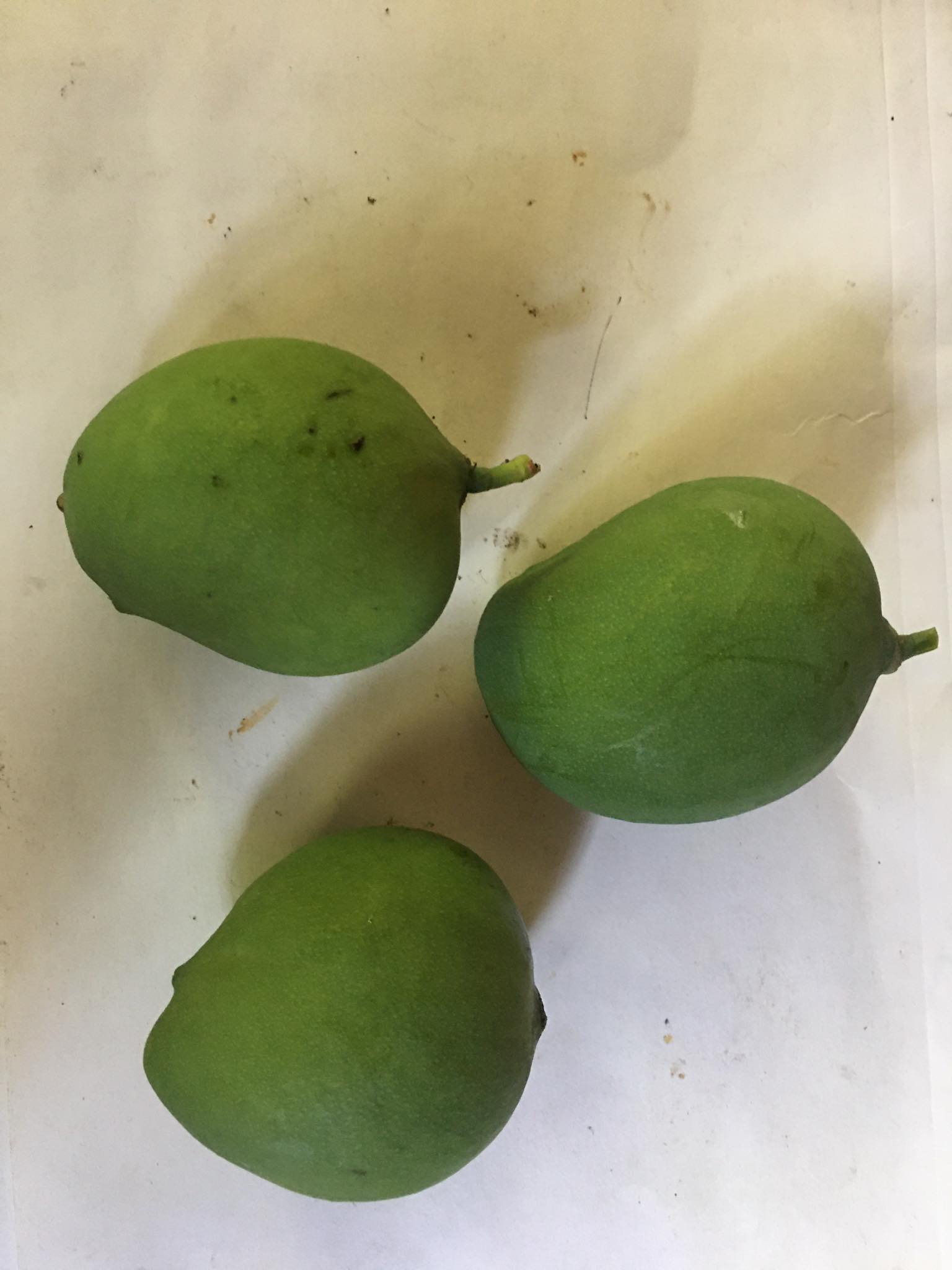 Indian Mango Data Sets Object Detection Dataset by JM Arutneva