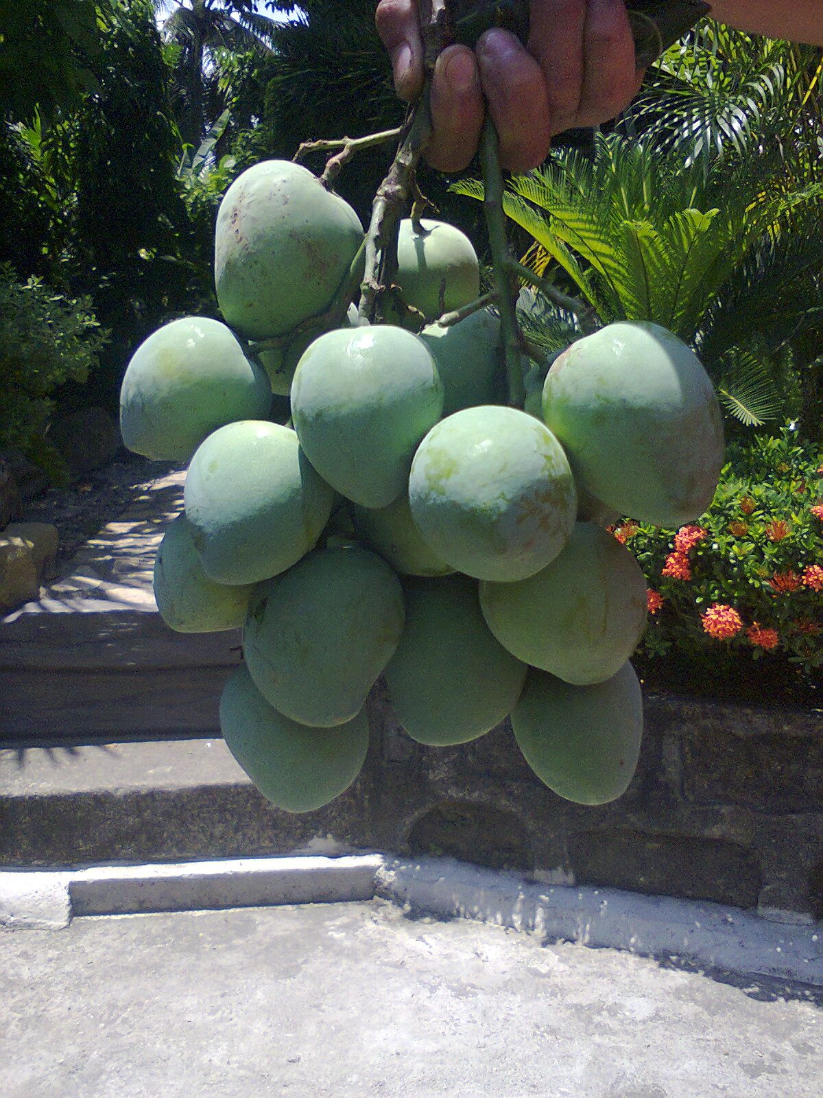 Indian Mango Object Detection Dataset by JM Arutneva