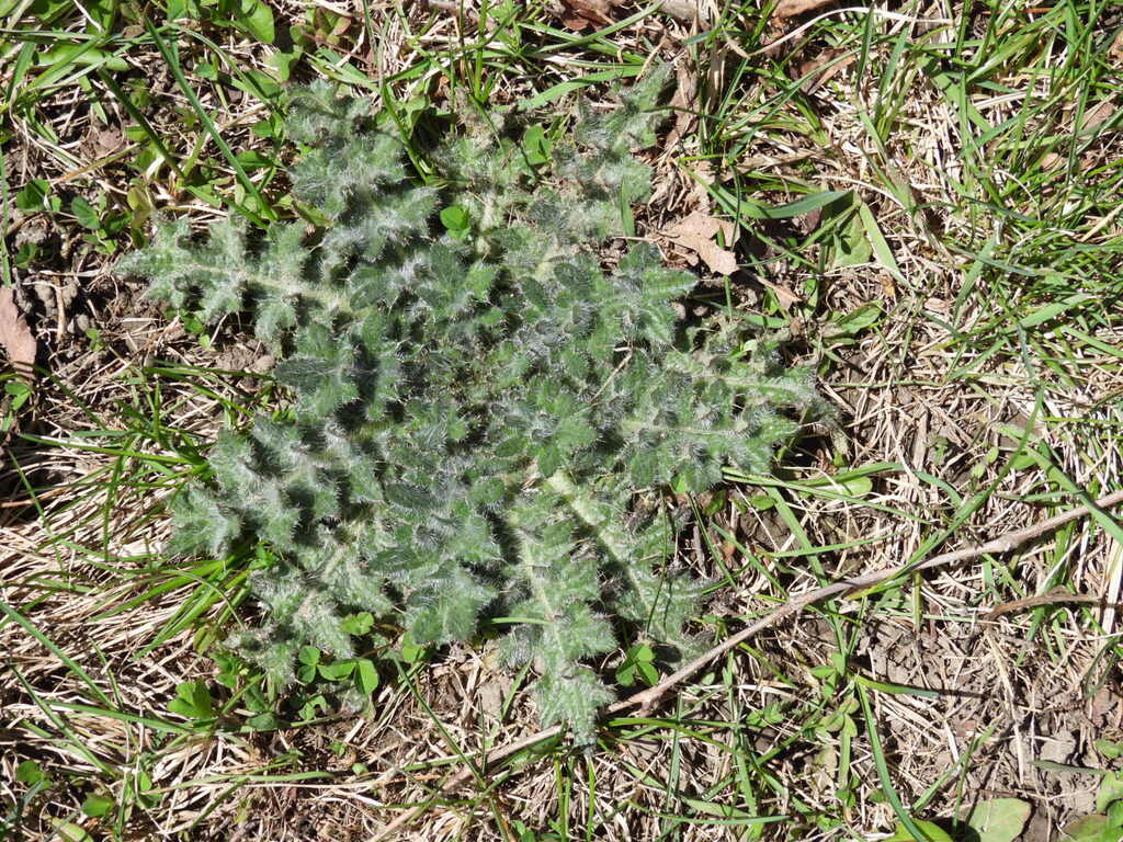 weed_cir Object Detection Dataset by jaewook