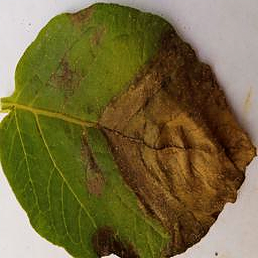 LEAVES Object Detection Dataset and Pre-Trained Model by Kan