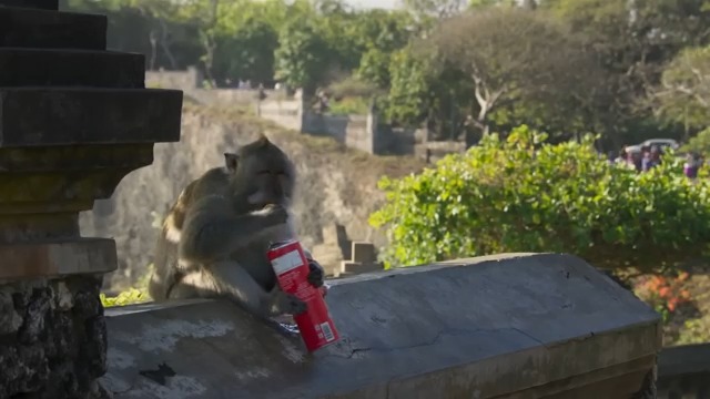 Monkey Detection Object Detection Dataset by JohnChiang