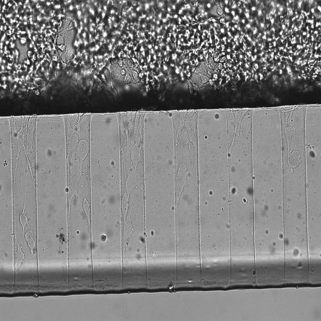 Yolov11 Dataset Object Detection Dataset By Wlhwizard