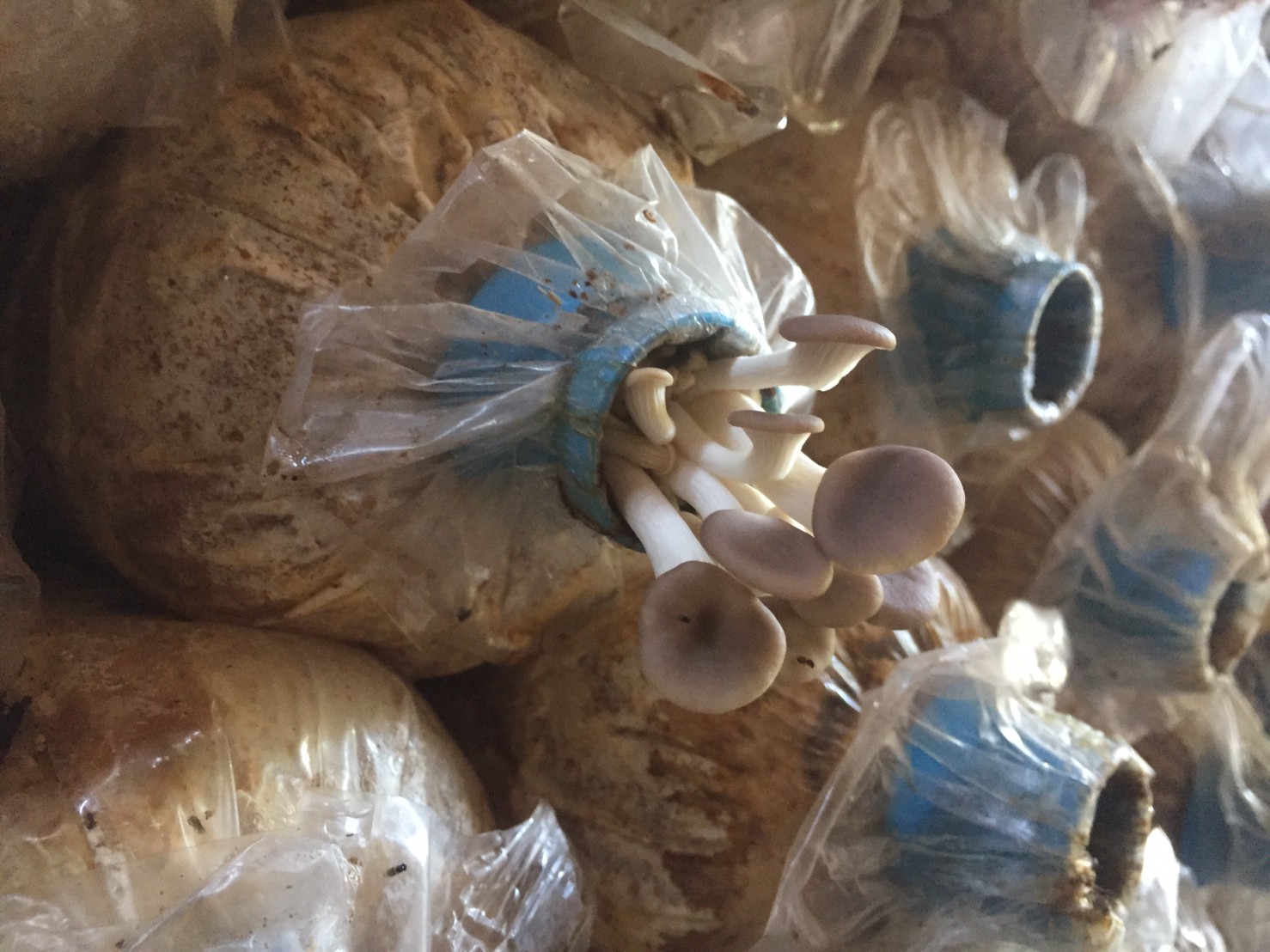 Mushroom Object Detection Model By Asmeera