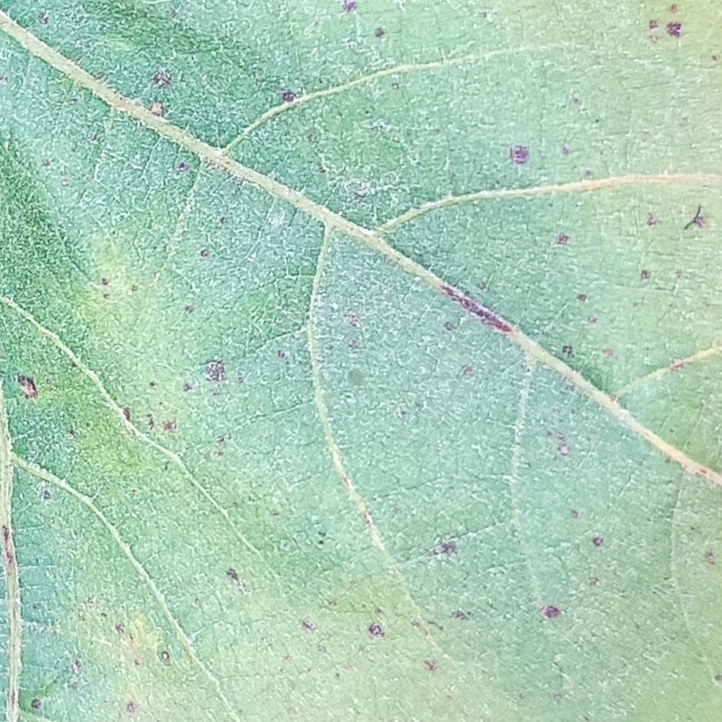 INSECT TOTAL - Roboflow Universe