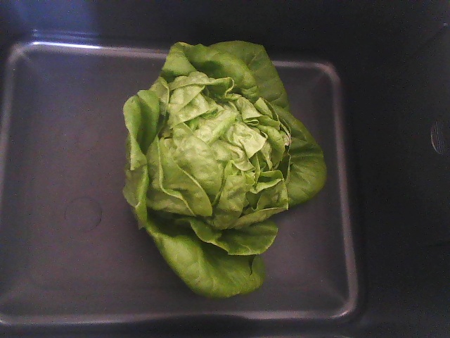 How to Use the lettuce Instance Segmentation API