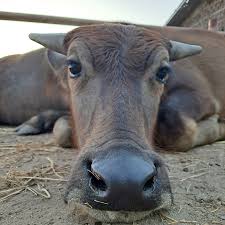 cow-and-buffalo Object Detection Dataset and Pre-Trained Model by Test