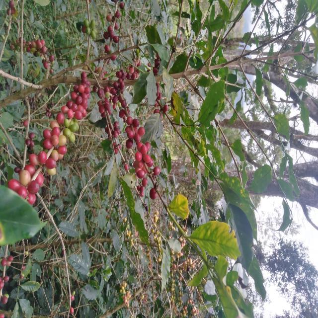 Cafe Object Detection Dataset and Pre-Trained Model by A16NOV