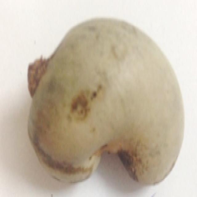 Gop Nhan Dieu Object Detection Dataset By Hatdieubp