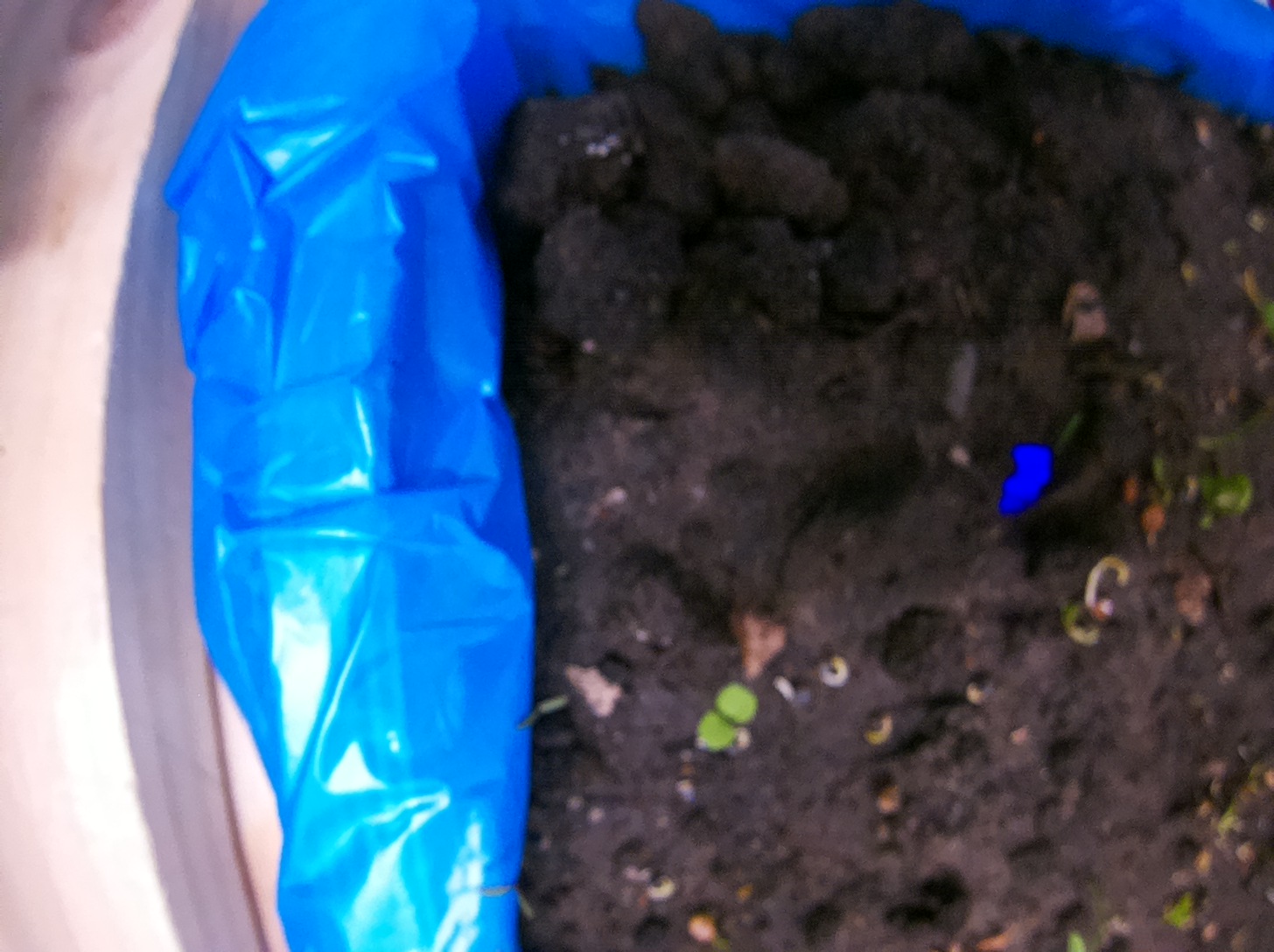 Weeds And Plants Detection Object Detection Dataset And Pre Trained