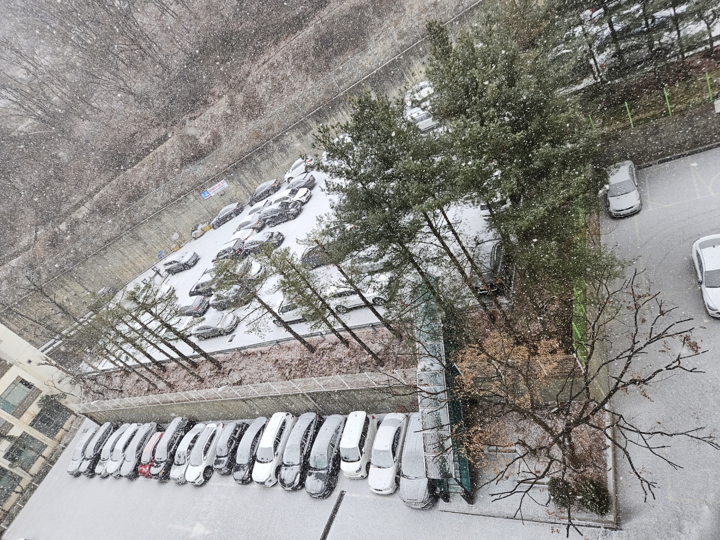 Test Object Detection Dataset And Pre Trained Model By Tree