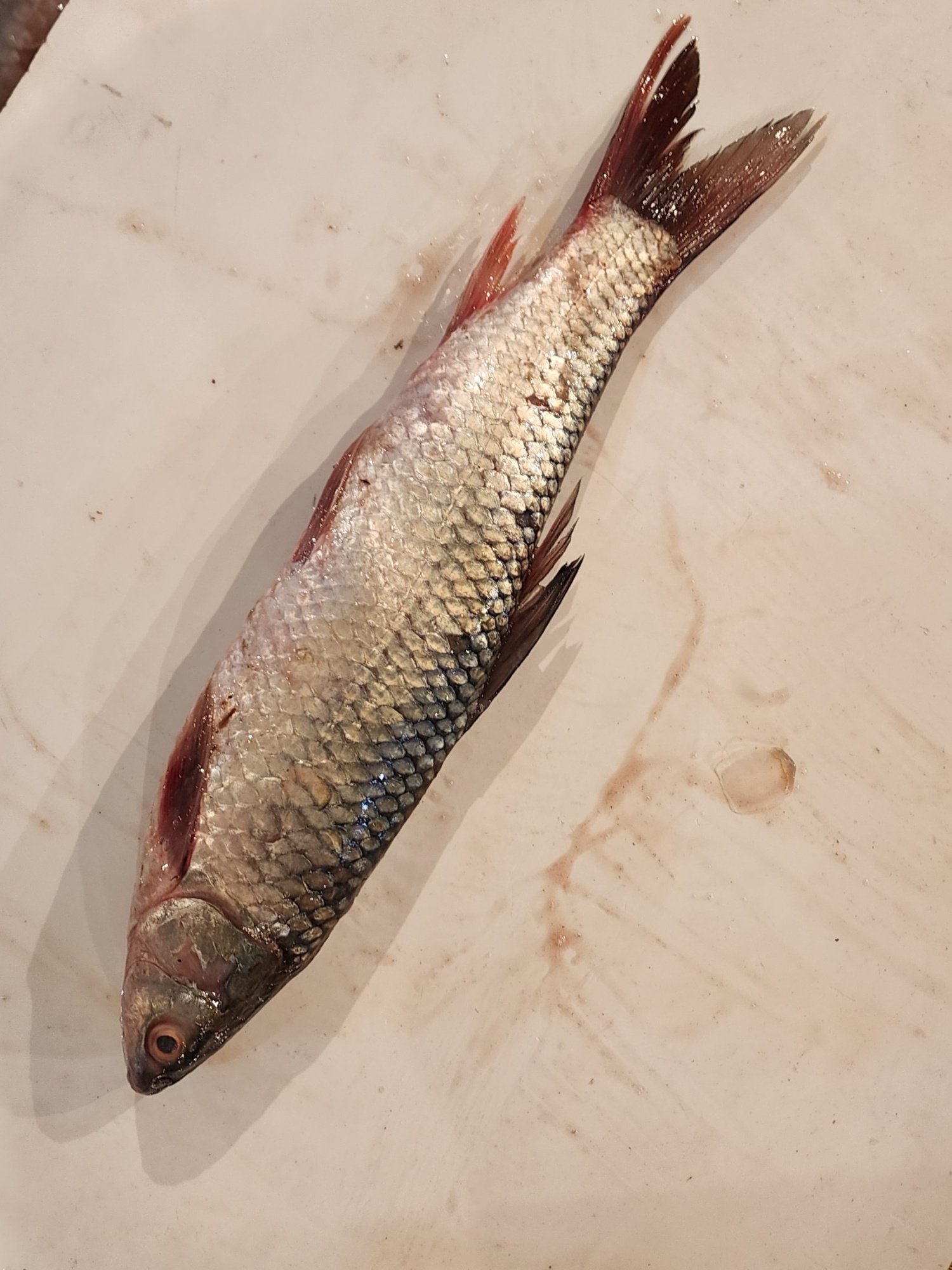 freshwater fish Object Detection Dataset by test