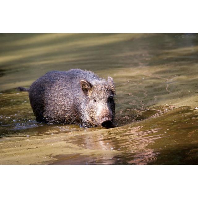Vermin Detection Monk Object Detection Dataset By Ambl