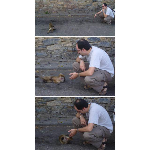 Vermin Detection Check Object Detection Dataset By Ambl