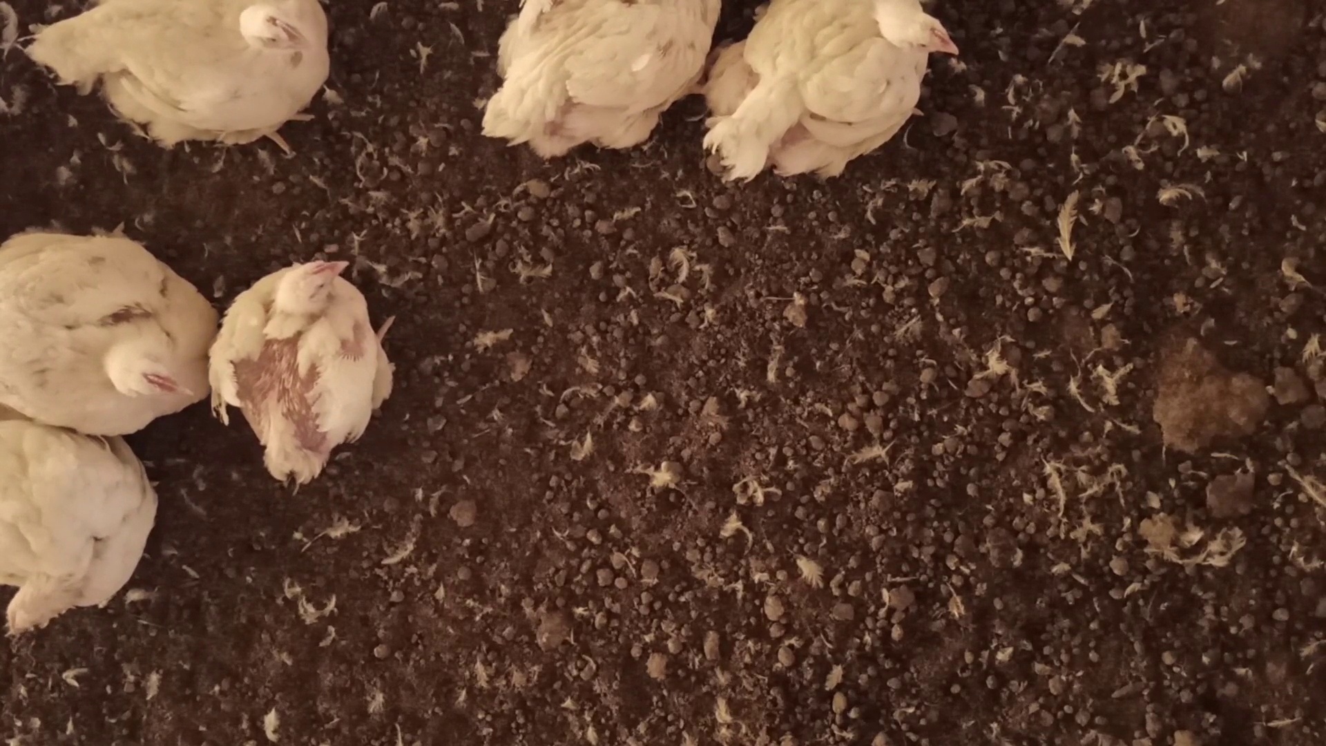 Chicken Counting Segmentation2 Instance Segmentation Model By Broilercounting