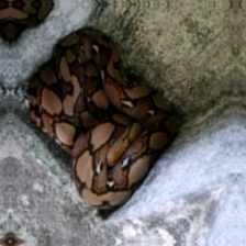 Snakes CALABARZON pt. 2 Instance Segmentation Model by Micko James Arellano