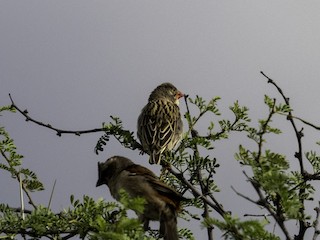 How to Use the Quelea Birds Object Detection API