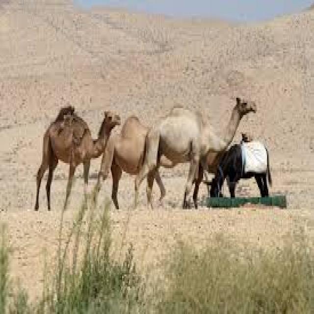 camels Object Detection Dataset by Object detection projects