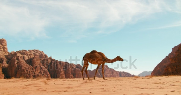 Camel Color And Head Detection Object Detection Dataset By Object Detection Projects