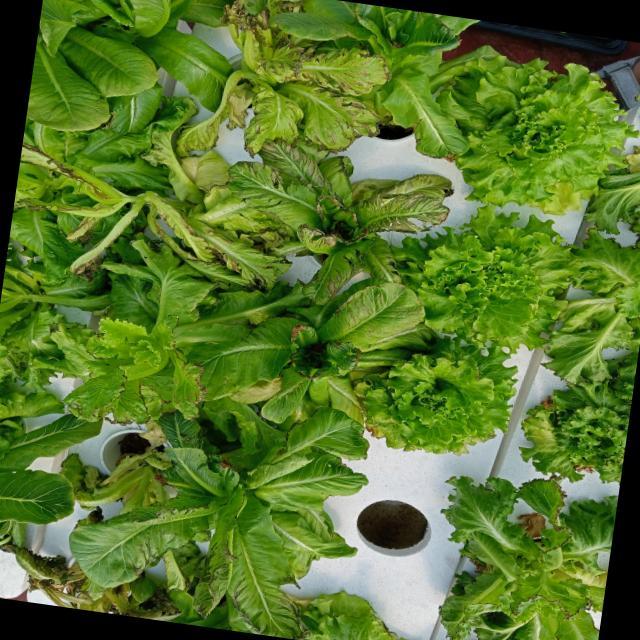 NPK-Marul Object Detection Dataset by ayberkGezer