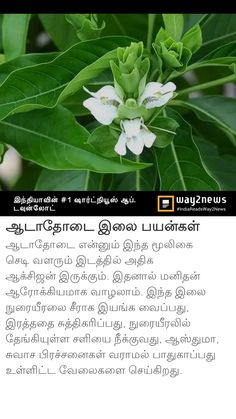 sp Object Detection Model by Plant Identification