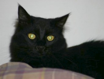 Dogs and Cats1 Object Detection Dataset by Dataset