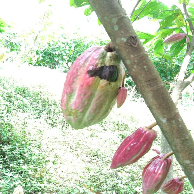 Cacao diseases Object Detection Model by glenn masters