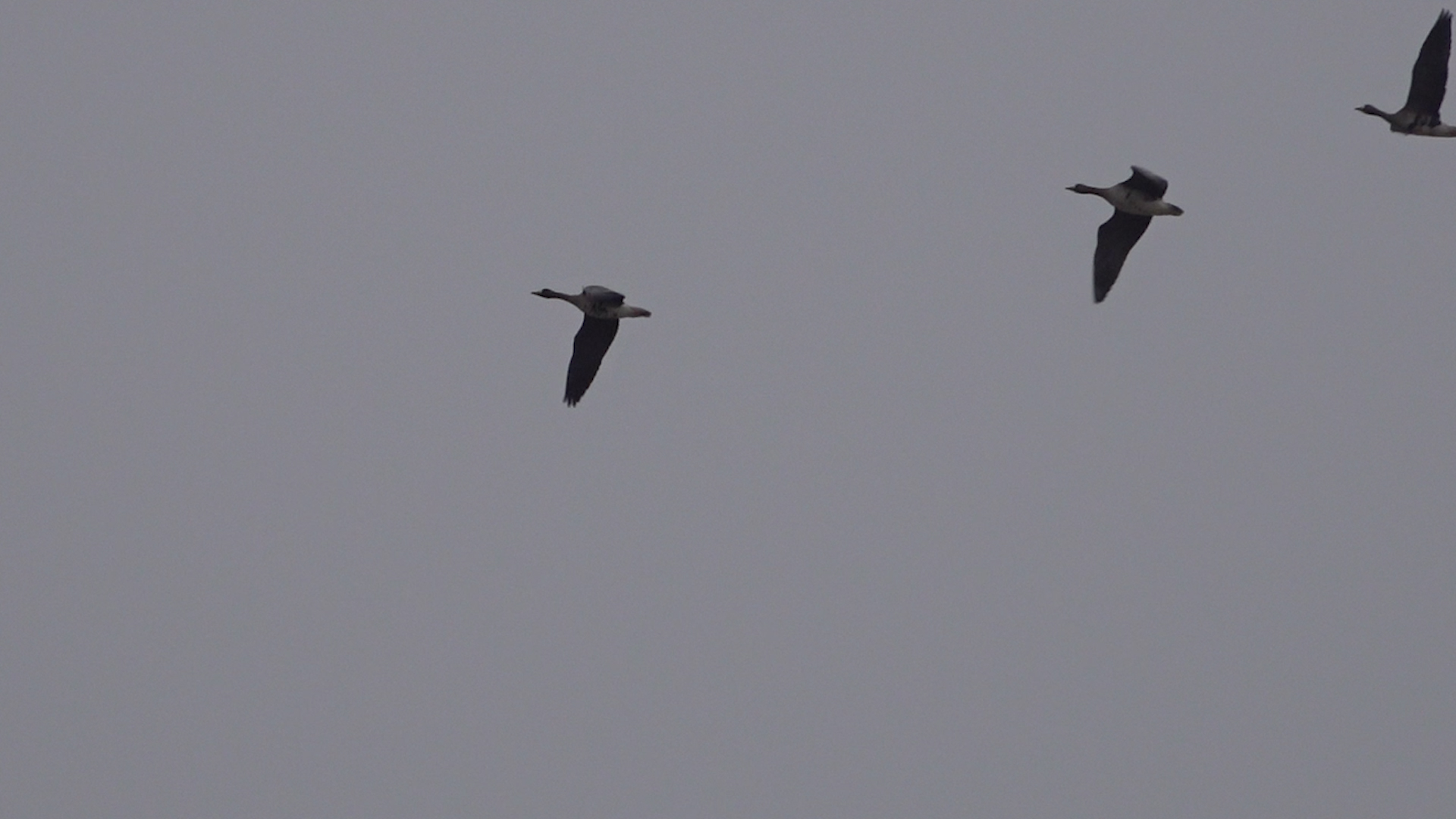 Final Project Object Detection Dataset By University