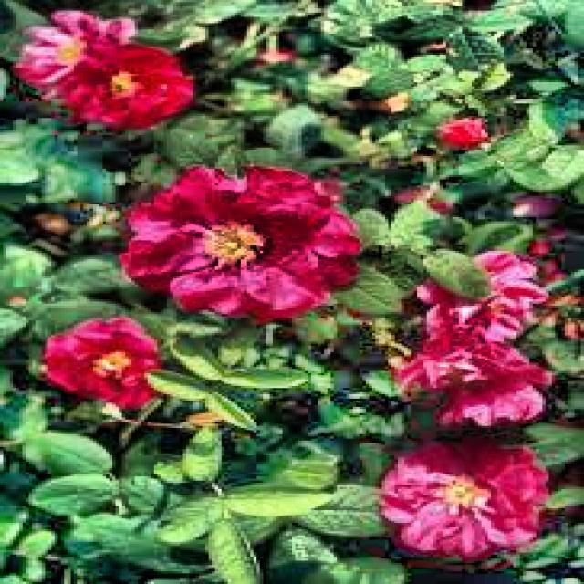 prject_rose Object Detection Model by project rose