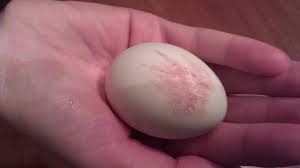 Egg Quality Grading Object Detection Model by Anshika