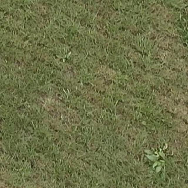 Weed Detection Object Detection Dataset And Pre Trained Model By Weed