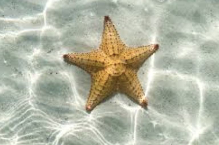 starfish Object Detection Dataset by PracticeSpace