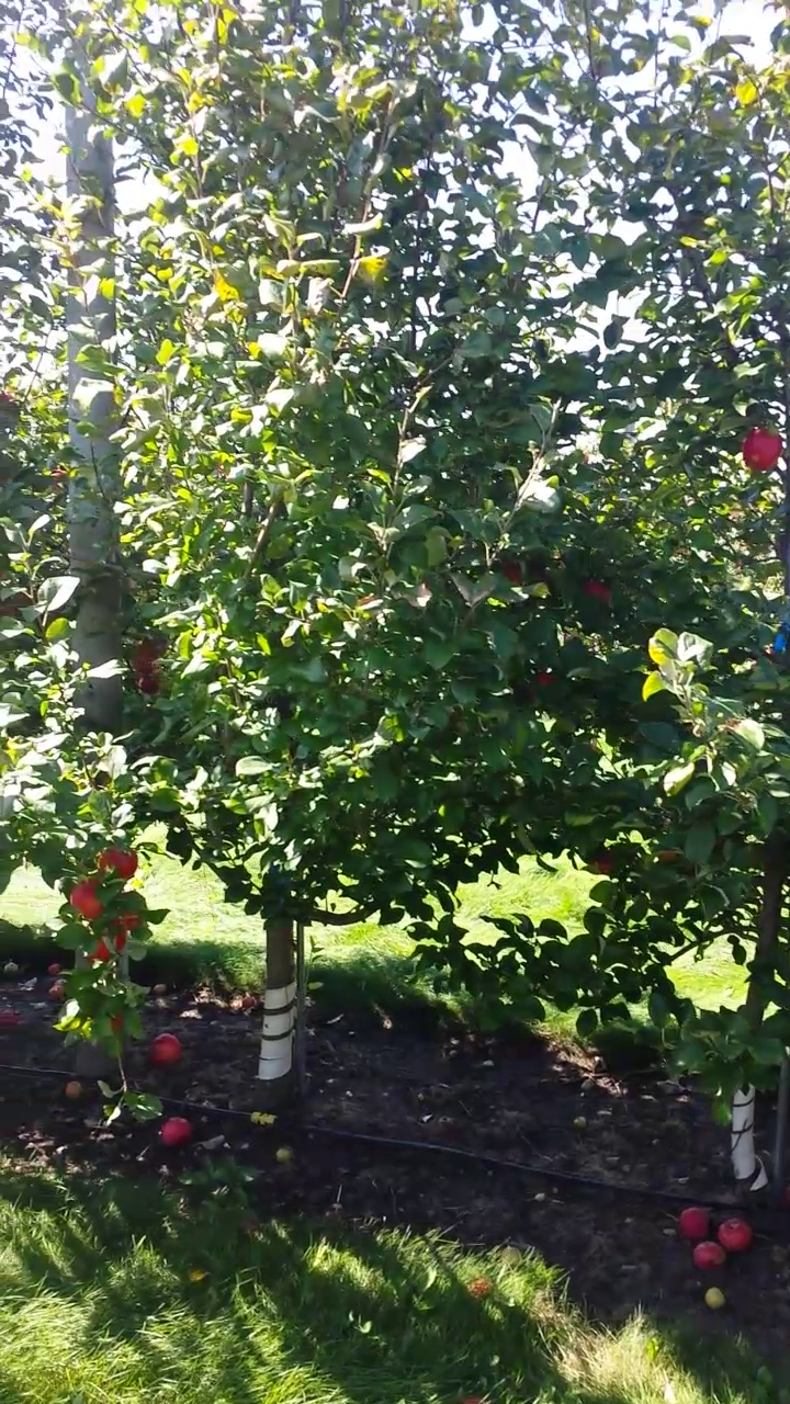 MinneApple Object Detection Dataset by Systemy Wizyjne