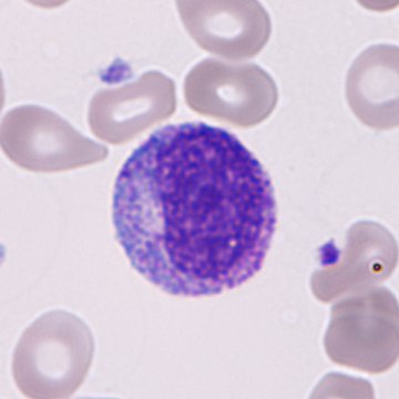 Cell_ID Classification Model by BillYip