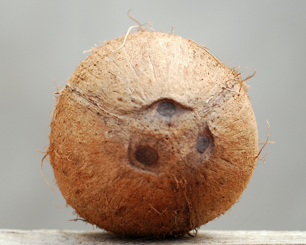 coconut again Object Detection Dataset and Pre-Trained Model by projectAIEngineer