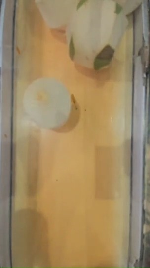 coconuts Object Detection Dataset by projectAIEngineer