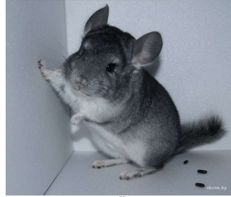 Chinchilla Detection Object Detection Dataset by Elbrus DataScience bootcamp