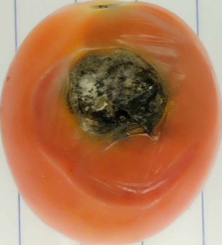 Rotten Tomato Classification Dataset and Pre-Trained Model by Tomato Sorter