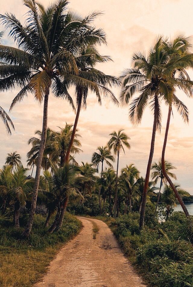 Palm trees Object Detection Dataset by Yolov7 Thesis