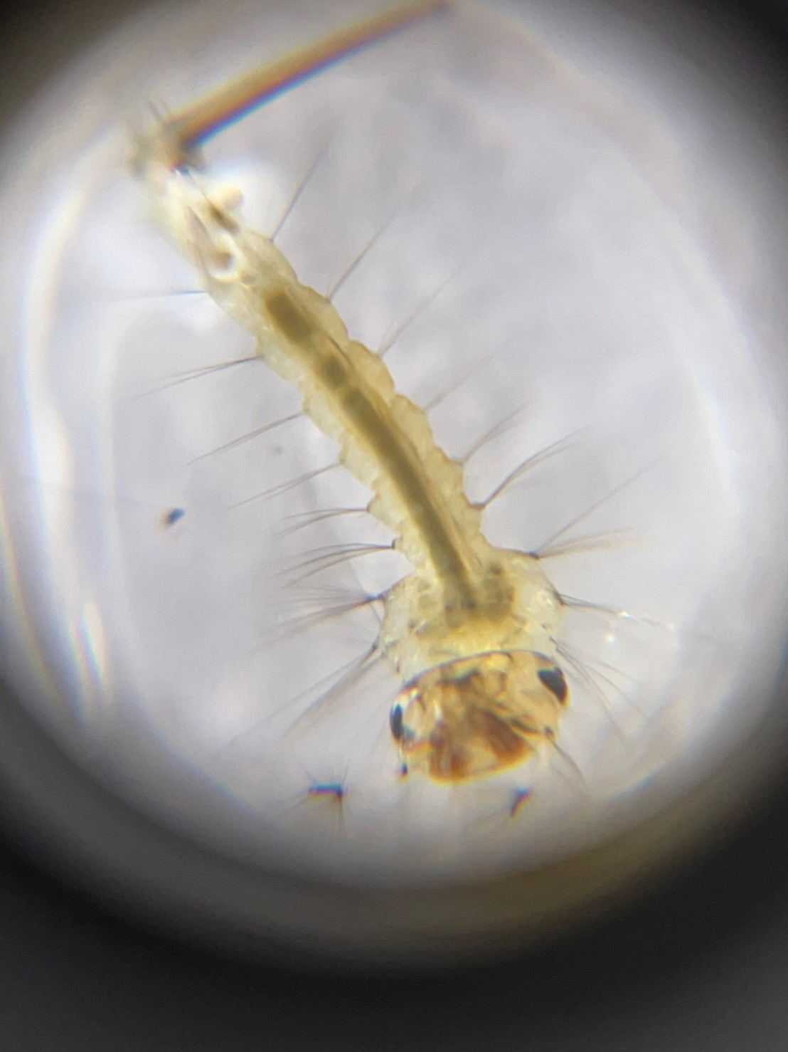 Mosquito Larvae Dataset Object Detection Dataset And Pre Trained Model