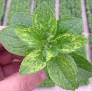 PlantDoc-Tomatoes Object Detection Model by Tomatoes