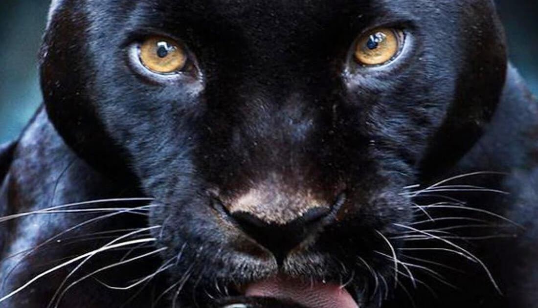 Mengamati Macan kumbang hitam Object Detection Model by Siti Intan Nia