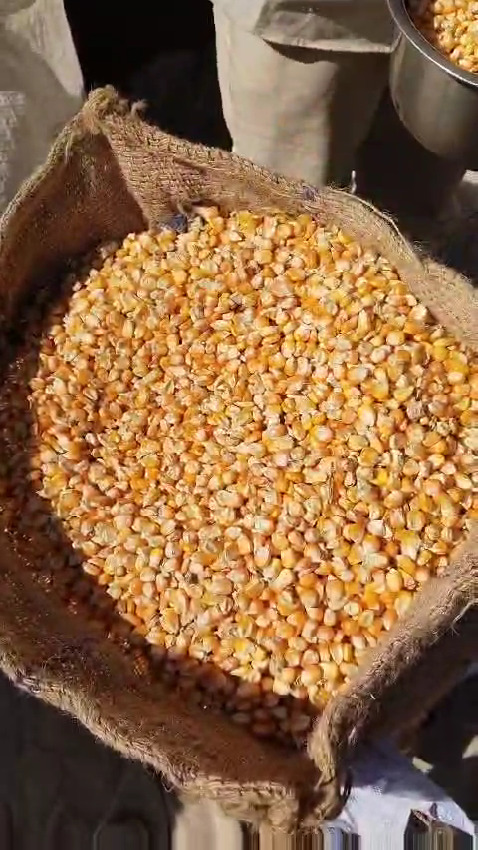 Accumulated Corn Object Detection Dataset And Pre Trained Model By Kireapdev