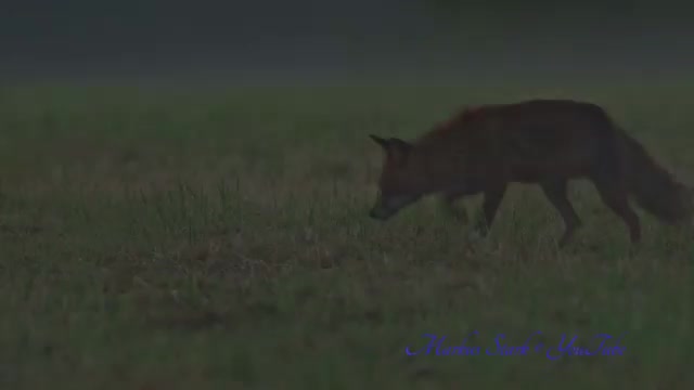 animal pose Keypoint Detection Model by First