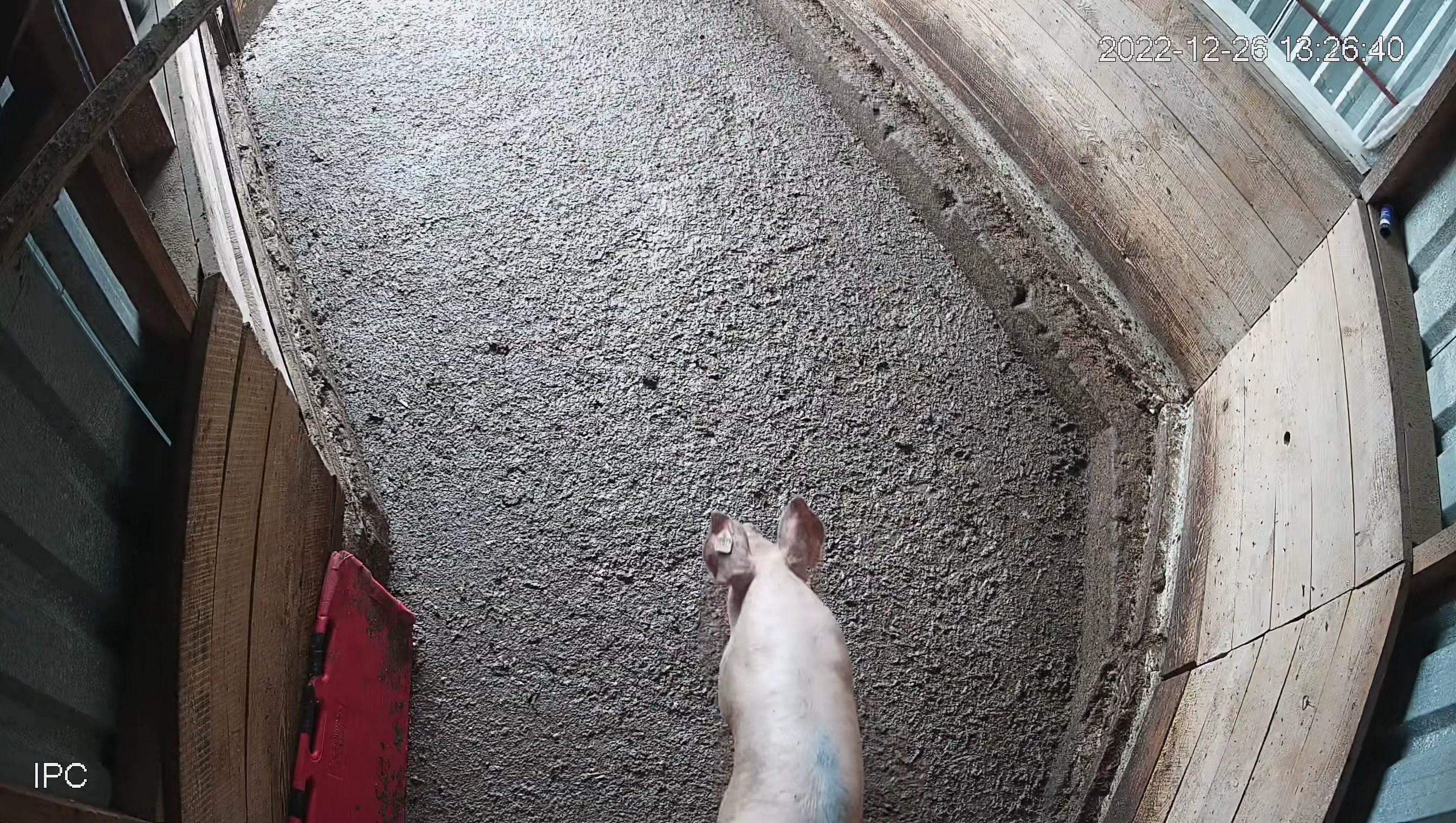 pigs_counter Object Detection Dataset and Pre-Trained Model by dandex