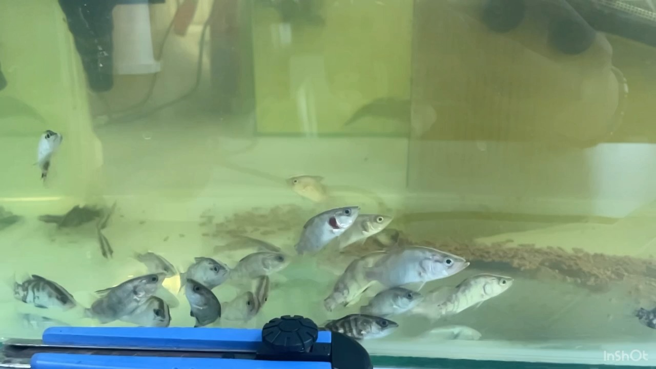 Barramundi fish Detection Object Detection Dataset and Pre-Trained ...