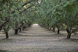 Assignment Classification Dataset and Pre-Trained Model by AITU