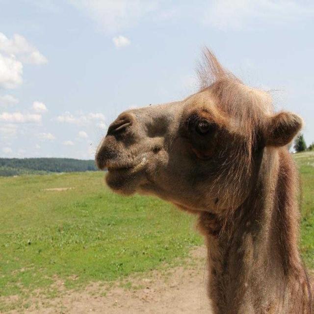 Camel Head Detection Object Detection Dataset By Object Detection